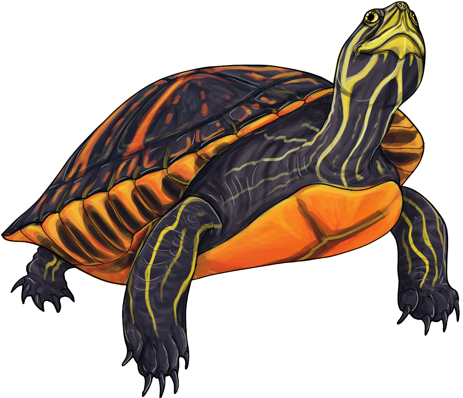 Florida Red Bellied Cooter
